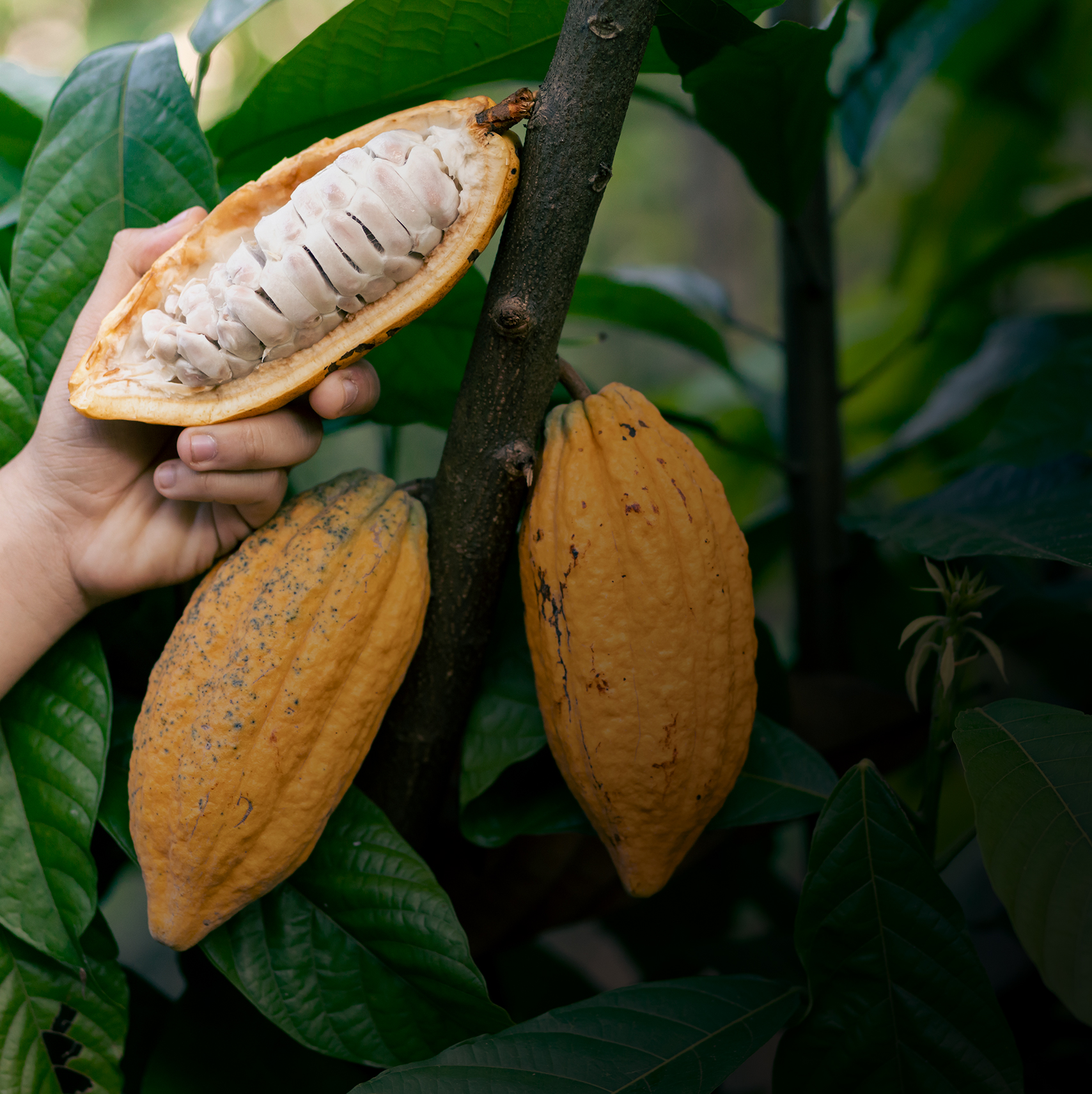 Cocoa & Craft Chocolate and Caramel Gifts